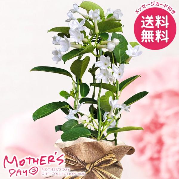 おしゃれでかわいい母の日ギフト・母の日プレゼント特集中！カーネーション バラ 薔薇 ばら ガーベラ 百合 ゆり チューリップ スイートピー ピンク レッド ホワイト ブルー イエロー 鉢植え 鉢植 花鉢 鉢花 和菓子 洋菓子 カステラ かす...