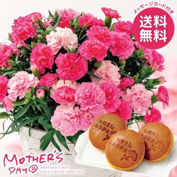 おしゃれでかわいい母の日ギフト・母の日プレゼント特集中！カーネーション バラ 薔薇 ばら ガーベラ 百合 ゆり チューリップ スイートピー ピンク レッド ホワイト ブルー イエロー 鉢植え 鉢植 花鉢 鉢花 和菓子 洋菓子 カステラ かす...