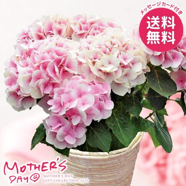 おしゃれでかわいい母の日ギフト・母の日プレゼント特集中！カーネーション バラ 薔薇 ばら ガーベラ 百合 ゆり チューリップ スイートピー ピンク レッド ホワイト ブルー イエロー 鉢植え 鉢植 花鉢 鉢花 和菓子 洋菓子 カステラ かす...