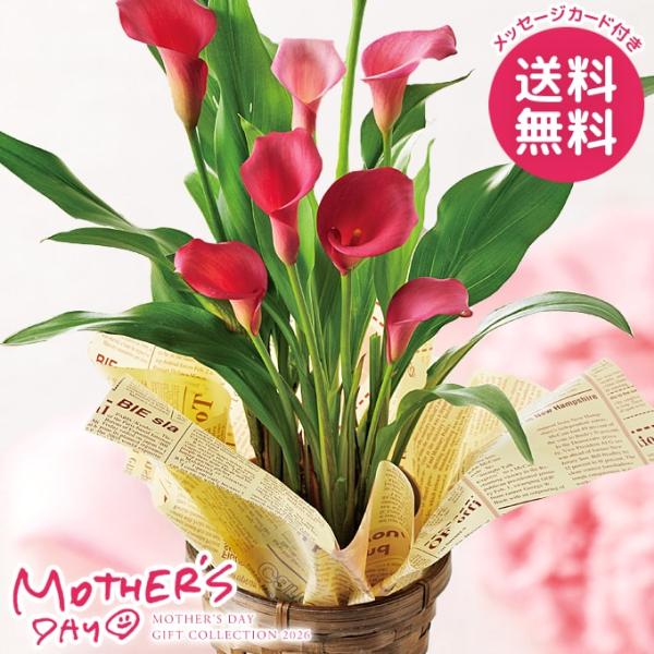 おしゃれでかわいい母の日ギフト・母の日プレゼント特集中！カーネーション バラ 薔薇 ばら ガーベラ 百合 ゆり チューリップ スイートピー ピンク レッド ホワイト ブルー イエロー 鉢植え 鉢植 花鉢 鉢花 和菓子 洋菓子 カステラ かす...