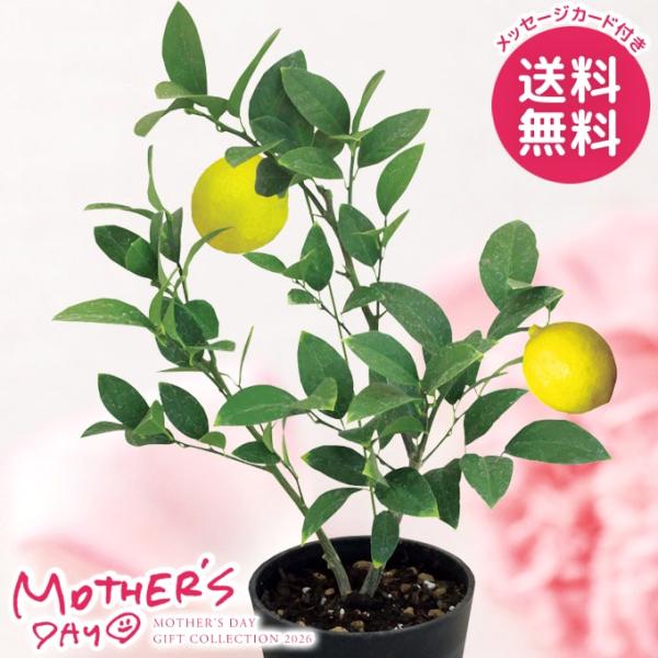 おしゃれでかわいい母の日ギフト・母の日プレゼント特集中！カーネーション バラ 薔薇 ばら ガーベラ 百合 ゆり チューリップ スイートピー ピンク レッド ホワイト ブルー イエロー 鉢植え 鉢植 花鉢 鉢花 和菓子 洋菓子 カステラ かす...