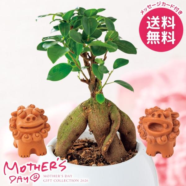 おしゃれでかわいい母の日ギフト・母の日プレゼント特集中！カーネーション バラ 薔薇 ばら ガーベラ 百合 ゆり チューリップ スイートピー ピンク レッド ホワイト ブルー イエロー 鉢植え 鉢植 花鉢 鉢花 和菓子 洋菓子 カステラ かす...