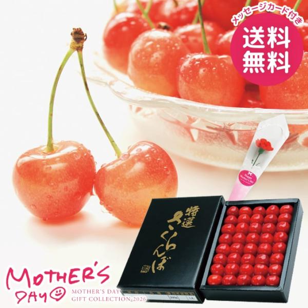 おしゃれでかわいい母の日ギフト・母の日プレゼント特集中！カーネーション バラ 薔薇 ばら ガーベラ 百合 ゆり チューリップ スイートピー ピンク レッド ホワイト ブルー イエロー 鉢植え 鉢植 花鉢 鉢花 和菓子 洋菓子 カステラ かす...