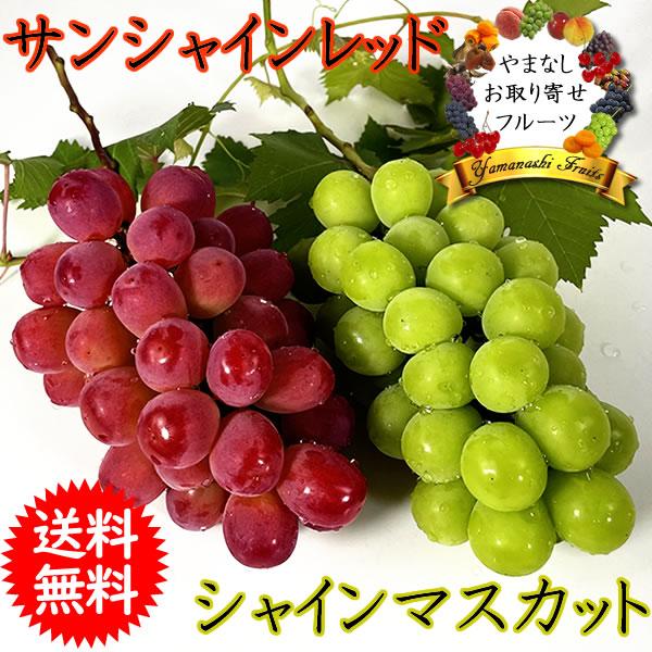 赤いシャインマスカットが誕生しました。山梨県が開発したオリジナル品種「サンシャインレッド」です。緑ぶどうのシャインマスカットと赤ぶどうのサニードルチェを掛け合わせたぶどうです。マスカット香の華やかな香りと噛めばジューシーな甘みが口いっぱいに...