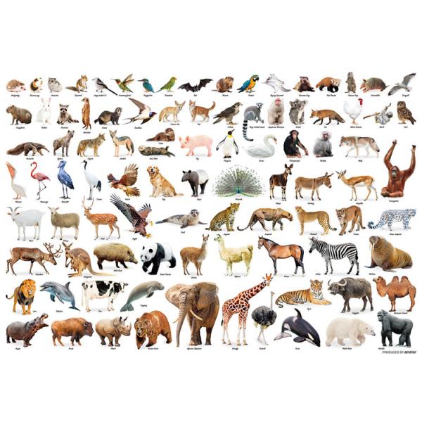 【発売日：2026年08月07日】商品名：Animal Collectionサイズ：26×38cm品　番：BEV-300-210ピース数：300メーカー：ビバリー補　足：【ジグソーパズル】【ペット・動物】【その他】【300-500】【202...