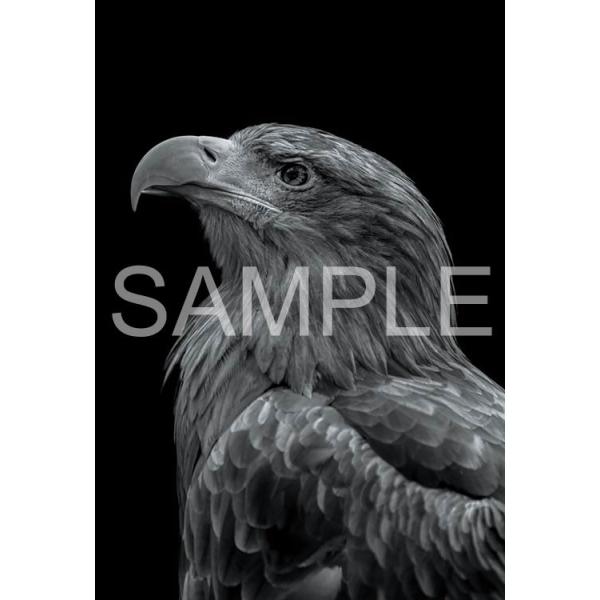 【発売日：2017年02月02日】商品名：The Zoological Garden 〜言葉のない対話〜 オジロワシサイズ：26×38cm品　番：EPO-71-690ピース数：300メーカー：エポック社補　足：【ジグソーパズル】【ペット・動...