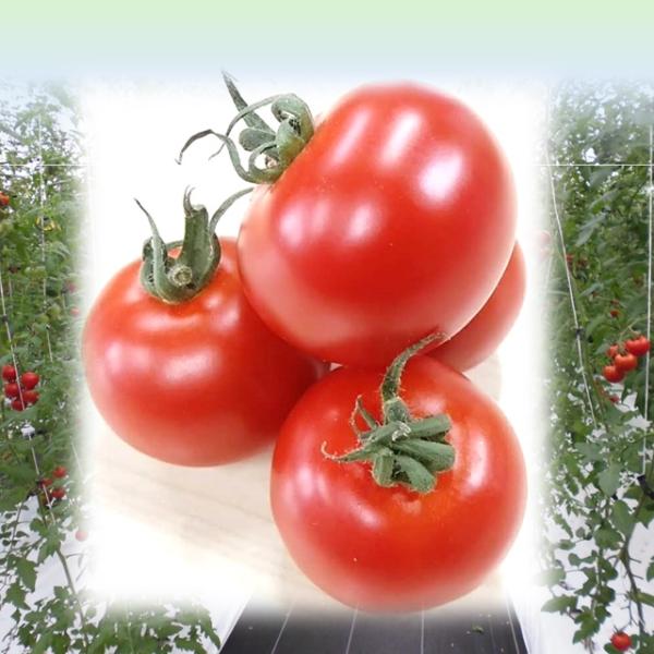 あまーい！ 山梨県南アルプス市から、平均糖度9度以上！フルーツとまと 《あまーいフルティカ》 をお届けします！フルティカは通常中玉トマトですが、ミニトマトよりも少し大きいくらいで栽培収穫して、生産者から直送でお届けします。■平均糖度9度以上...