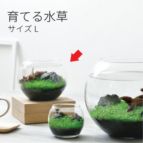 ※レビュー投稿で次回使えるクーポンプレゼント※球体のガラス鉢に光が差し込み、いっそう潤いを増す水草のある空間◇育てる水草 L  商品詳細◇サイズ・約16cm×16cm×17cm (ガラス鉢サイズ 11.5cm×φ14.5cm)セット内容・ガ...