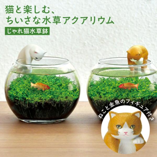 ※レビュー投稿で次回使えるクーポンプレゼント※猫と楽しむミニアクアリウム水草栽培キット◇じゃれ猫水草鉢　商品詳細◇サイズ：Ｗ10.3cm D10.2cm H11.7cmセット内容：ガラス鉢、土、種、取扱説明書、フィギュア（猫・金魚）特徴：ガ...