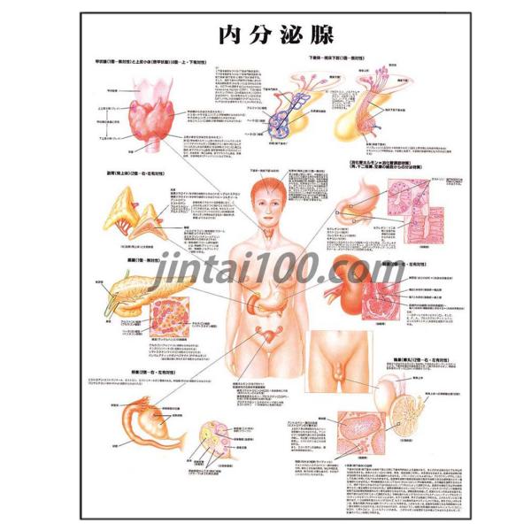 ポスター「内分泌腺」主要内容：・ 下垂体―視床下部・ 甲状腺と上皮小体・ 副腎・ 膵臓・ 卵巣・ 腎臓・ 精巣B2サイズの大きいポスターで、患者説明用やインテリア用には見やすく、インパクトが大きい。テキストよりも、ポスターでは全体構造が把握...