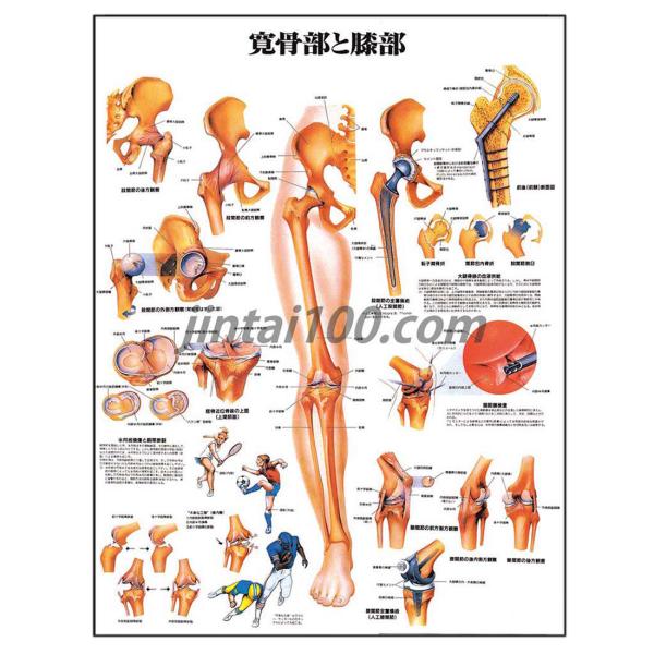 ポスター「寛骨部と膝部」主要内容：・股関節の前方観察・股関節の後方観察・股関節の外側方観察・半月板損傷と靭帯断裂・脛骨近位骨端の上面・股関節の全置換術・大腿骨頭の血液供給・関節鏡検査・膝関節の前外側方観察・膝関節の後内側方観察・膝関節の後方...