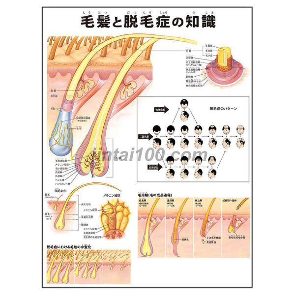 ポスター『毛髪と脱毛症の知識』主要内容：・ 毛髪の断面図・ 脱毛症のパターン・ 脱毛症における毛包の小型化・ 毛髪の周期（毛髪の成長過程）健康な状態の毛髪の断面図に加え、頭皮深層の構造も描かれ、ヘアケア指導にも利用できます。皮膚科や薄毛治療...