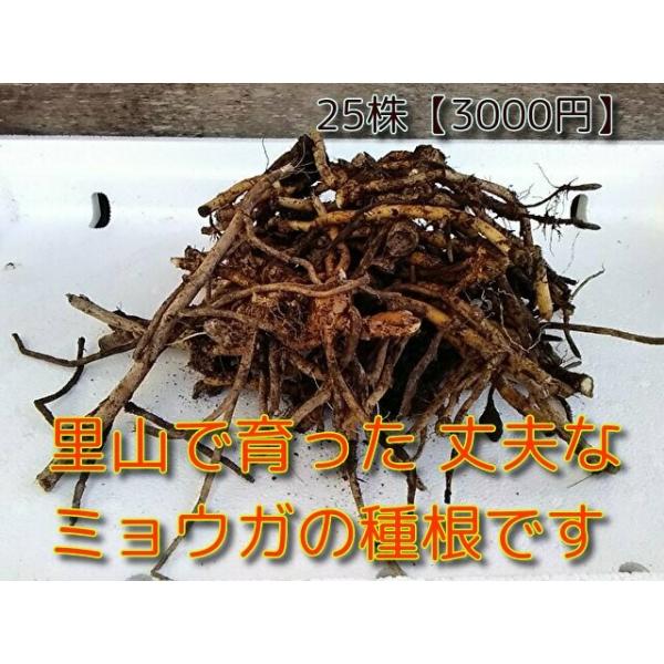 独特の風味と食感がクセになる香辛野菜ミョウガ里山で育った 丈夫なミョウガ 苗です。雑草を寄せつけないので太陽光発電敷地などにもご利用できます栽培法方みょうがの根株や苗を植え付ける2週間ほど前に苦土石灰をまいておきます。そしてその1週間後、腐...