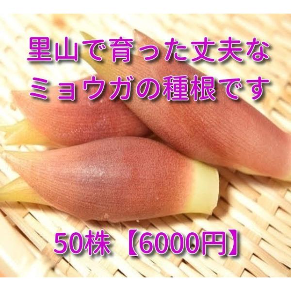 【発売日：2019年04月01日】独特の風味と食感がクセになる香辛野菜「ミョウガ」。栽培法方みょうがの根株や苗を植え付ける2週間ほど前に苦土石灰をまいておきます。そしてその1週間後、腐葉土や牛糞など有機肥料をたっぷり入れて、よく耕しておきま...