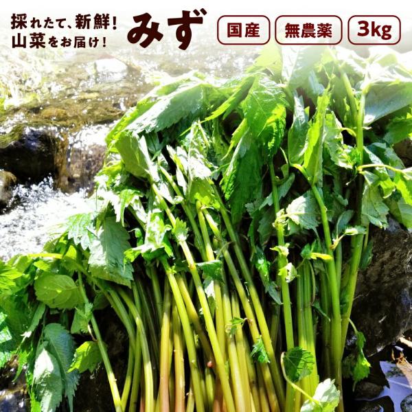秋田でとれた山菜【みず】たっぷり3kg☆秋田の山間で育った、山菜【みず】です。シャキシャキした食感が特徴で、かむと少しねばねばします。皮つきでお届けしますので、商品が届いたら、皮むきをお願いします！油いため・浅漬けにオススメです。※クール便...