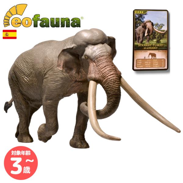 ■商品説明：寒冷な気候条件に生息。尾が非常に短かったため、密生した被毛を発達させた最初のマンモス。有名なウーリーマンモス（M. primigenius）に先立つ種であったが、サイズははるかに大きかった。■商品サイズ：240×125×80（m...