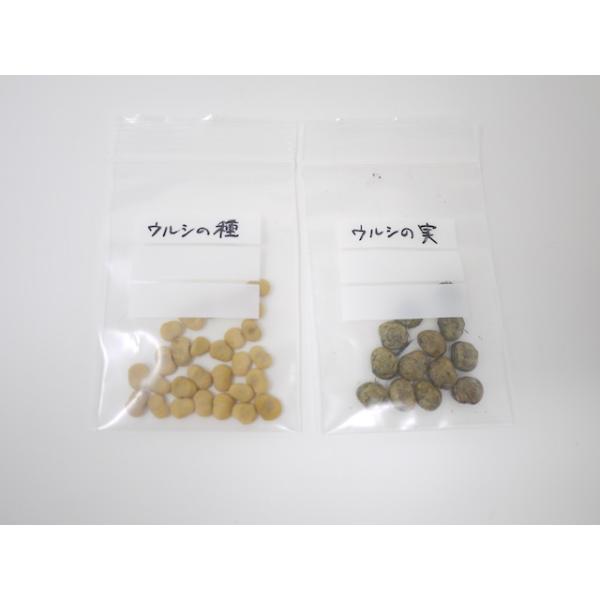 日本文化に欠かせない漆を後世に残すため、全国各地に漆を植えて育てましょう！岩手県盛岡産の令和7年秋採取のウルシの実と種をセットにしました。種にはロウ分がコーティングされているので、ヤスリで傷をつけ、吸水させて種まきします。種まき時期は3月か...