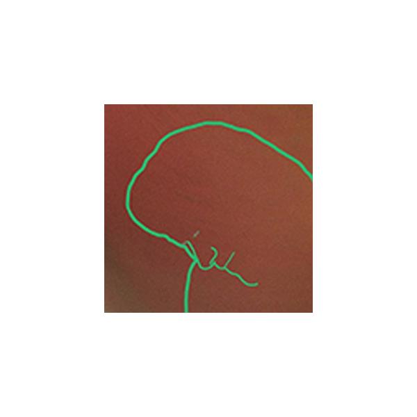 ◆品　番：JKSY-0002◆発売日：2020年06月03日発売◆出荷目安：５〜１０日◆※インディーズ商品につき、お届けまでにお時間がかかる場合がございます。予めご了承下さい。◆スチューデンツ