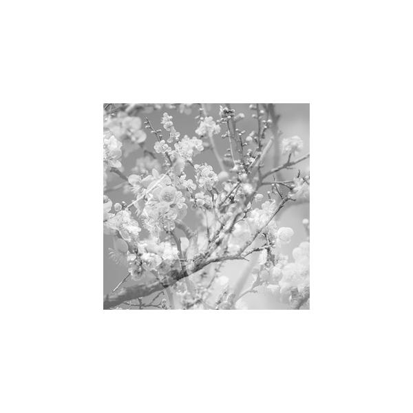 ◆品　番：RH-1008CDS◆発売日：2025年10月25日発売◆出荷目安：約2週間（品切時1〜2ヵ月)◆◆国内入荷予定が遅れる場合もございます◆◆※海外メーカー都合により、商品内容が急遽変更となる場合がございます。◆※発売日は現地の発売...