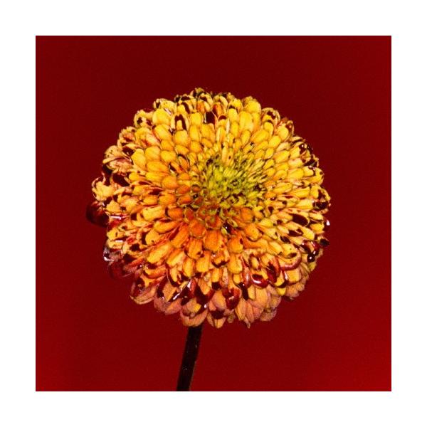 ◆品　番：UPCH-80488◆発売日：2018年02月21日発売◆出荷目安：５〜１０日◆※先着特典：アナザージャケットは終了しました。◆マウンテントップシェイプオブミラクル/MOUNTAIN TOP/SHAPE OF MIRACLE