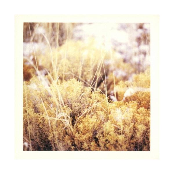 ◆品　番：DYMC-335◆発売日：2019年11月06日発売◆出荷目安：1〜2週間◆※インディーズ商品につき、お届けまでにお時間がかかる場合がございます。予めご了承下さい。◆ザブリリアントテイバーナクル