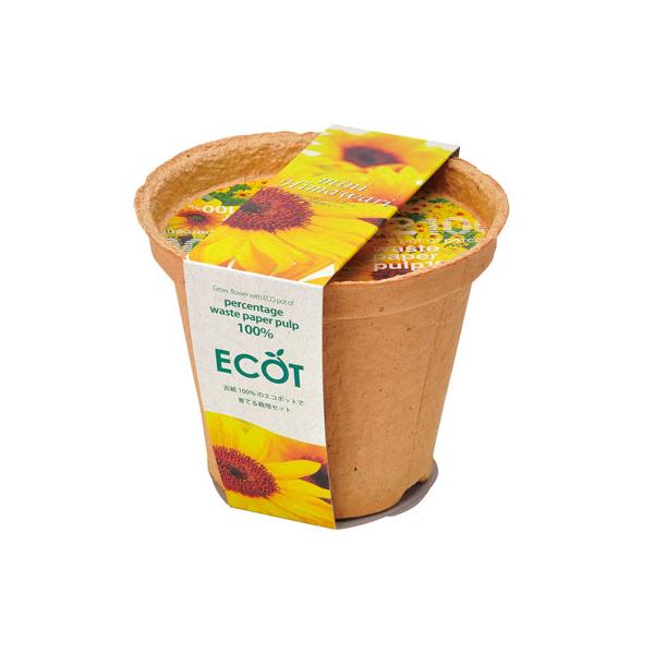 在庫状況：お取り寄せ/7日〜10日で出荷/◆古紙で出来た国産のポットで育てるミニヒマワリ栽培セット。◆ポットは生分解して土に還ります。・サイズ(約)：14×14×12cm/[GD435セイシントウゲイ]