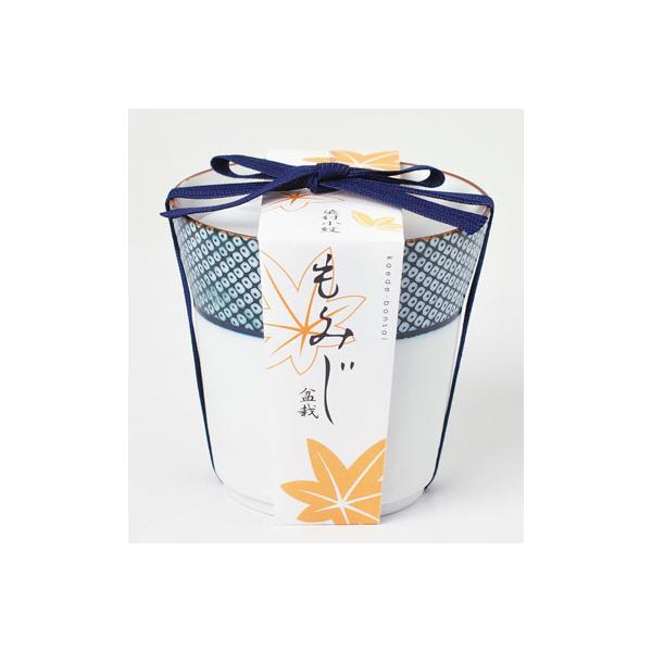 在庫状況：お取り寄せ/3日〜4日で出荷/◆細やかな藍色の小紋がデザインされた染付けの器で黒松・桜・もみじを栽培します。◆すっきりとしたモダンな和柄は、海外からも人気です。・サイズ(約)：高さ7.8×φ9cm/[GD45203セイシントウゲイ]