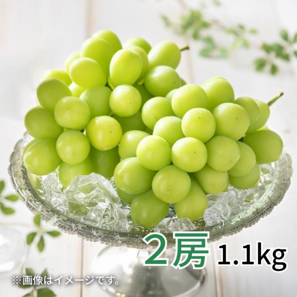 【発売日：2026年04月01日】大粒で食味がよい品種のブドウです。甘くて、皮ごとそのまま食べられるのが特徴です。【商品提供者コメント】