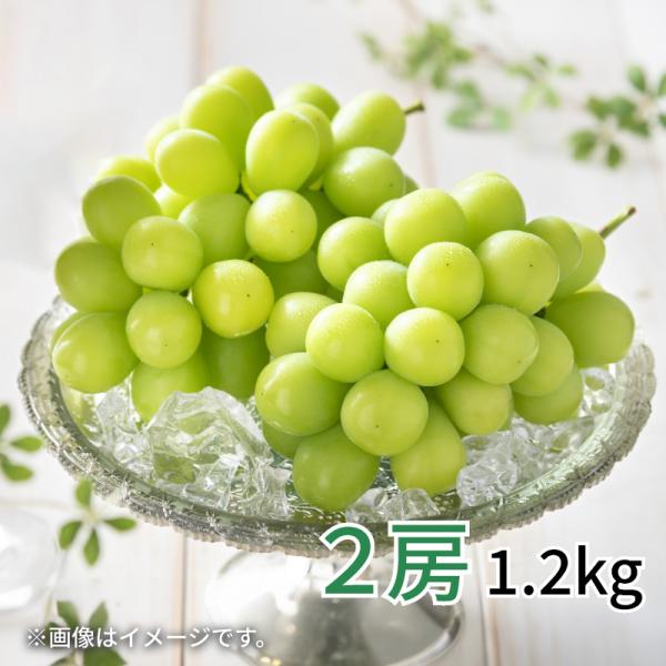 【発売日：2026年04月21日】大粒で食味がよい品種のブドウです。甘くて、皮ごとそのまま食べられるのが特徴です。【商品提供者コメント】