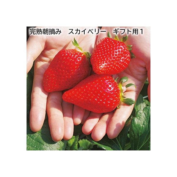 【発売日：2025年10月01日】いちご王国・栃木の大粒で甘みが強く上品な味わいのスカイベリー、ぜひご賞味ください。【商品提供者コメント】