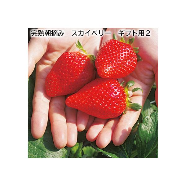【発売日：2025年10月01日】いちご王国・栃木の大粒で甘みが強く上品な味わいのスカイベリー、ぜひご賞味ください。【商品提供者コメント】
