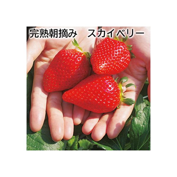 【発売日：2025年10月01日】いちご王国・栃木の大粒で甘みが強く上品な味わいのスカイベリー、ぜひご賞味ください。【商品提供者コメント】