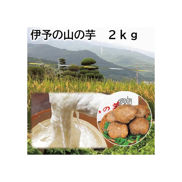 【発売日：2025年10月01日】明治以前から栽培されている、品質・味ともに定評ある山の芋です。滋養がある伊予の山の芋をお召し上がりください。瀬戸内からのお届けです。【商品提供者コメント】