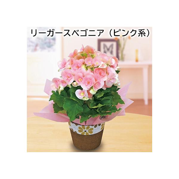 【発売日：2025年10月01日】ピンクの花色が優しく華やかなベゴニア。ボリューム感のある花鉢です。【商品提供者コメント】