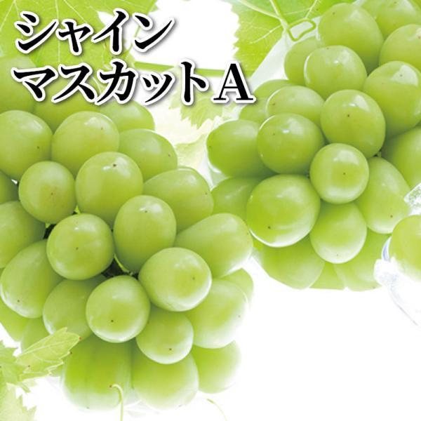 【発売日：2026年04月01日】山形県は寒暖の差が大きく果物が美味しく出来る県です。その山形県より美味しいシャインマスカットをお届けします。【商品提供者コメント】