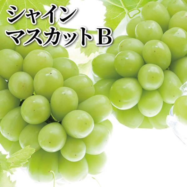 【発売日：2026年04月01日】山形県は寒暖の差が大きく果物が美味しく出来る県です。その山形県より美味しいシャインマスカットをお届けします。【商品提供者コメント】