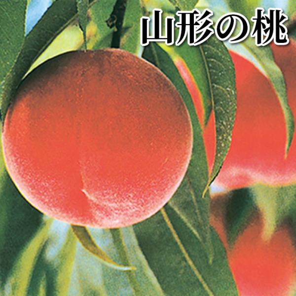 【発売日：2026年04月01日】肥沃な土地で育てた山形の桃（あかつき・あこや・まどか・なつっこ・川中島）です。丹精込めた一品をお召し上がりください。【商品提供者コメント】