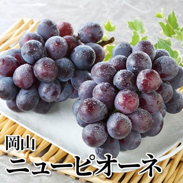 【発売日：2026年04月01日】ニューピオーネは種がなく食べやすいぶどうです。旬の果物を贈り物にどうぞ。【商品提供者コメント】