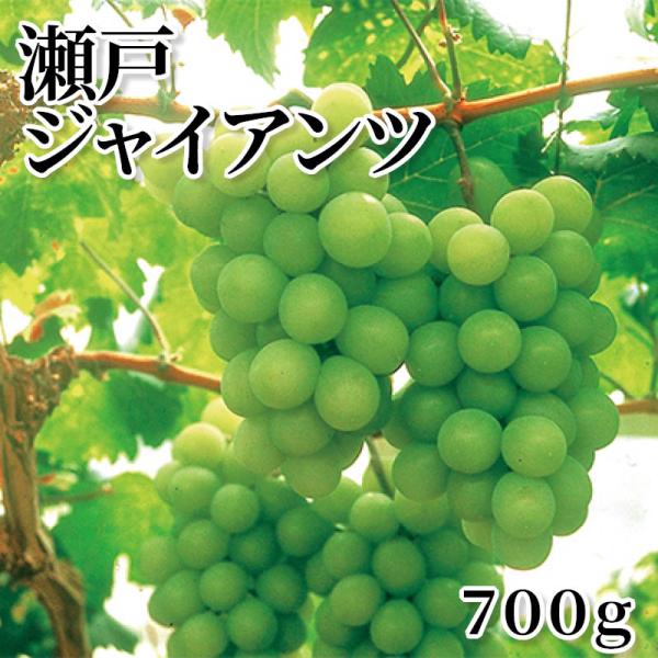 【発売日：2026年04月01日】瀬戸ジャイアンツは、種がなく皮ごと食べられる種なしぶどうです。【商品提供者コメント】