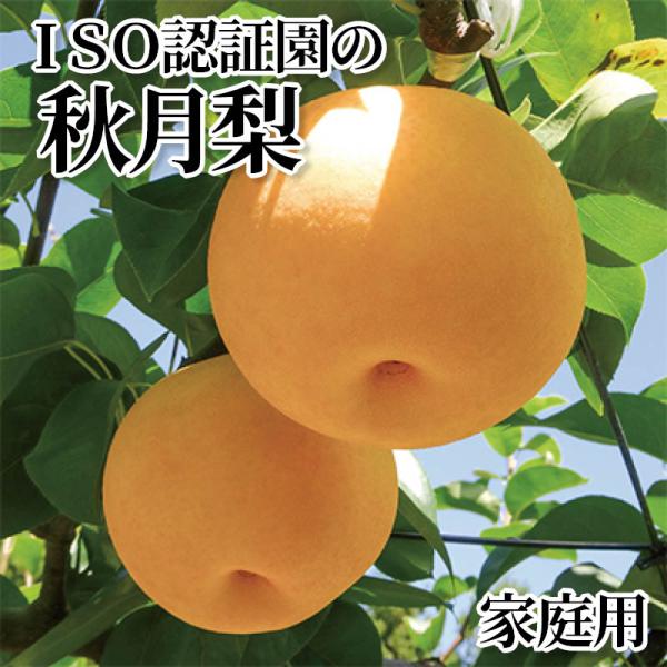 【発売日：2026年07月01日】清流仁淀川と山間部の風土が育てた秋月梨は、新高・豊水・幸水の良さを継承した甘さと香り、シャリ感際立つ秋の人気赤梨です。【商品提供者コメント】