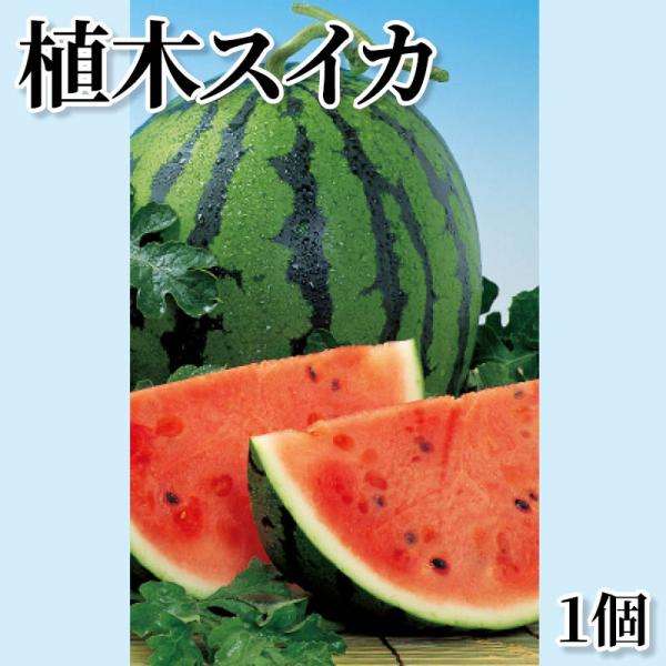 【発売日：2026年04月01日】果肉ぎっしり、シャキシャキしたスイカ。５月から６月発送分のスイカはつる付きです。【商品提供者コメント】