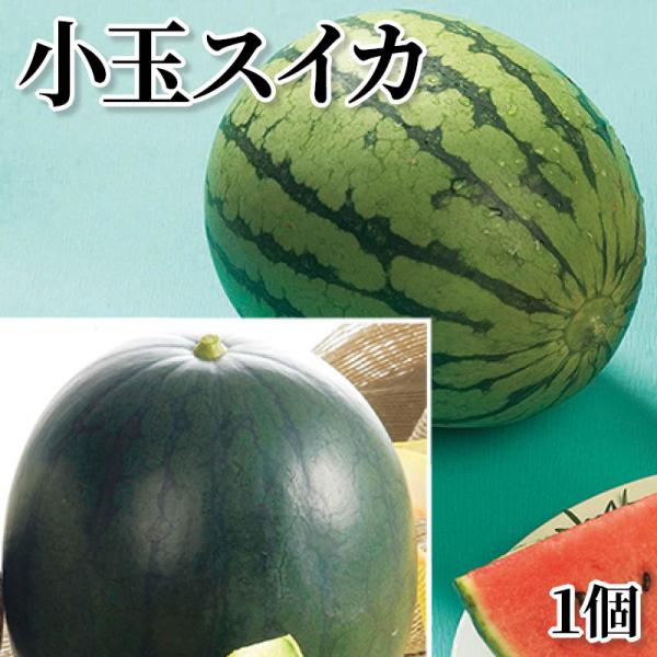 【発売日：2026年04月01日】シャキッとした歯触りに、爽やかな風味の小玉スイカをお届けします。【商品提供者コメント】