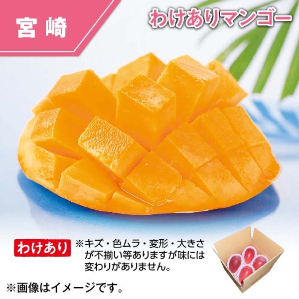 【発売日：2026年04月01日】太陽のめぐみを受け、樹上で完熟し自然落果したマンゴー。濃厚な甘みと、とろける食感をお楽しみください。キズ・色ムラ・変形・大きさが不揃い等ありますが味には変わりがありません。【商品提供者コメント】