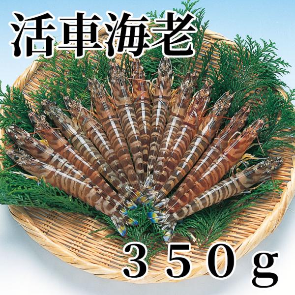 【発売日：2026年10月01日】熊本県天草の海で育った車海老です。車海老のプリッとした食感と甘さをお召し上がりください。【商品提供者コメント】
