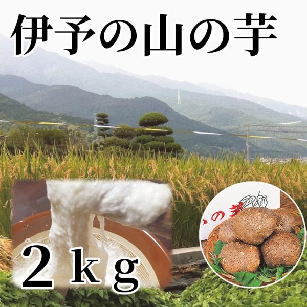 【発売日：2026年10月01日】明治以前から栽培されている、品質・味ともに定評のある山の芋です。滋養がある伊予の山の芋をお召し上がりください。瀬戸内からのお届けです。【商品提供者コメント】