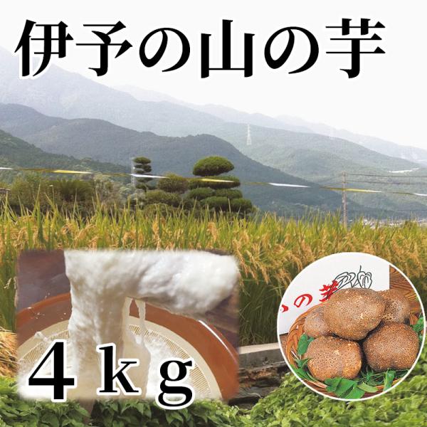 【発売日：2026年10月01日】明治以前から栽培されている、品質・味ともに定評のある山の芋です。滋養がある伊予の山の芋をお召し上がりください。瀬戸内からのお届けです。【商品提供者コメント】