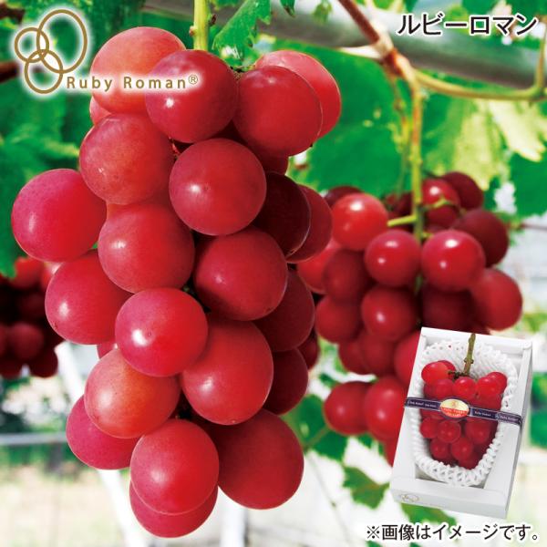 【発売日：2026年05月18日】石川県ブランド。大粒・赤色系ぶどう。糖度は１８度以上ありジューシーでスッキリとした食味で皮も剥きやすいです。【商品提供者コメント】