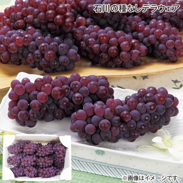 【発売日：2026年05月18日】石川県で栽培されたぶどうです。果皮と果肉の分離がよく、甘みと酸味のバランスがよいです。【商品提供者コメント】