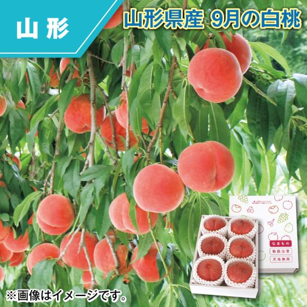 【発売日：2026年07月01日】９月までじっくりと樹上で育った晩生の桃は、しっかりとした果肉と甘さが特徴です。【商品提供者コメント】