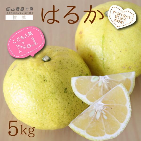 はるか みかん 熊本県産 5キロ 柑橘 吉田果樹園 お徳用 はるか5kg サイズ混 送料無料 熊本型特別栽培農法 果物 くだもの フルーツ